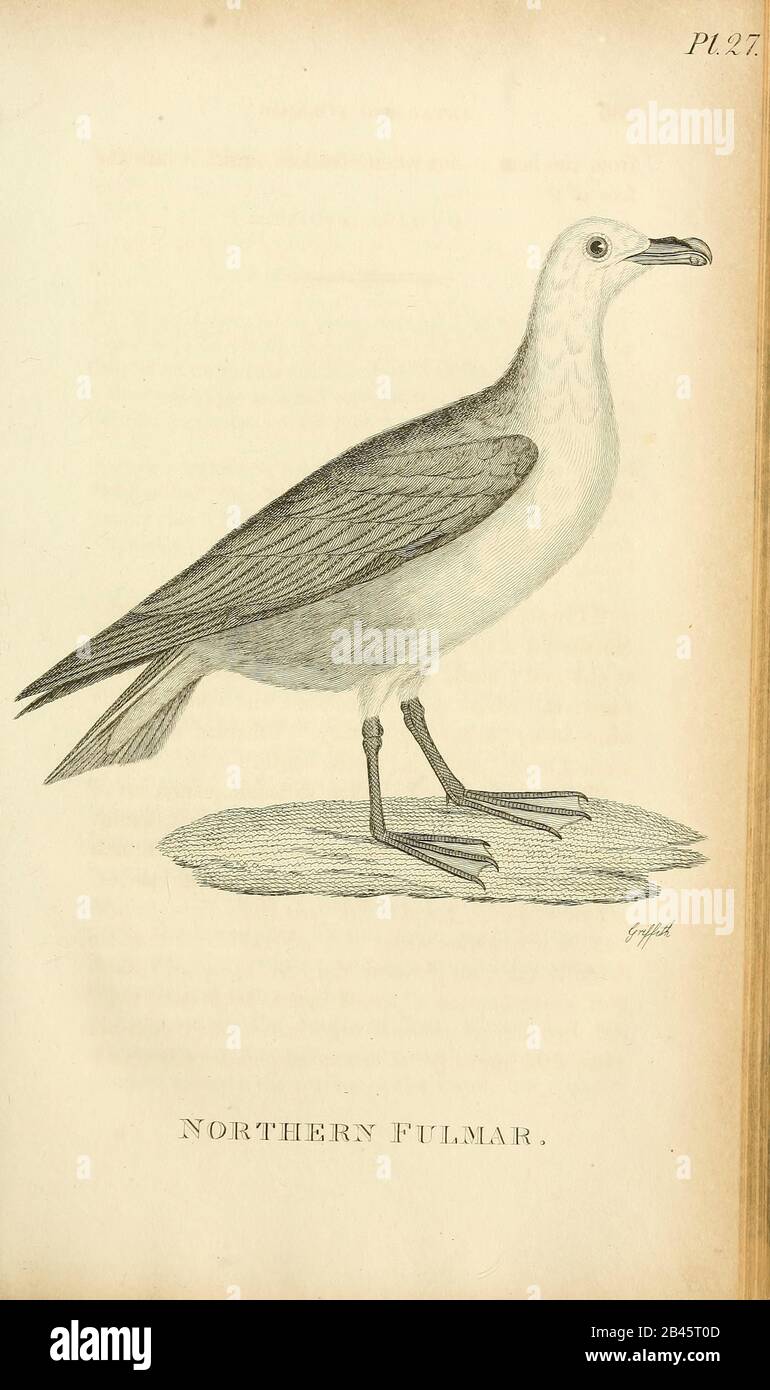 Drawing wildlife hi-res stock photography and images - Alamy