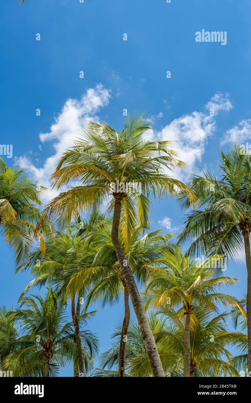 Coconut trees at the tropical beach Stock Photo - Alamy