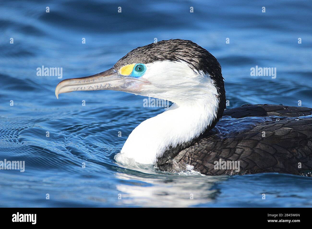 Pied cormorant (Phalacrocorax varius) swimming Stock Photo - Alamy