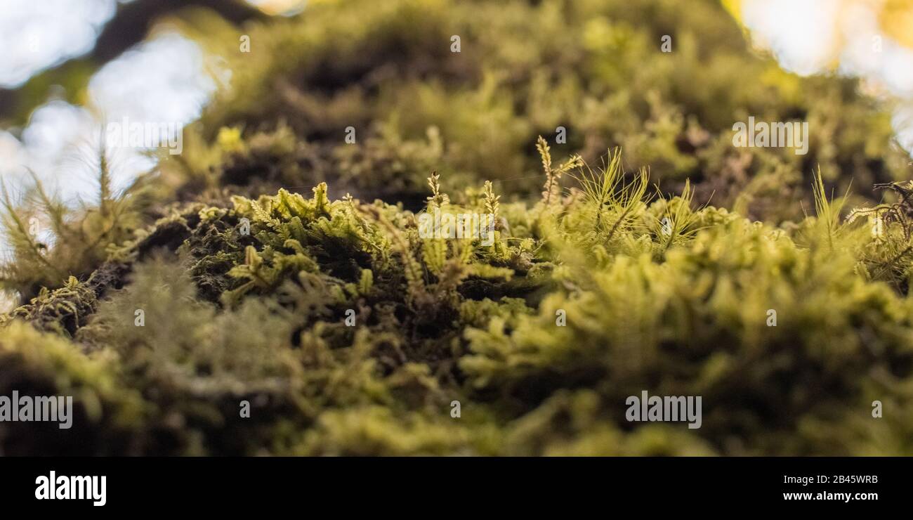 Skyward shot of moss growing on a tree in the Tasmanian bush, captured ...