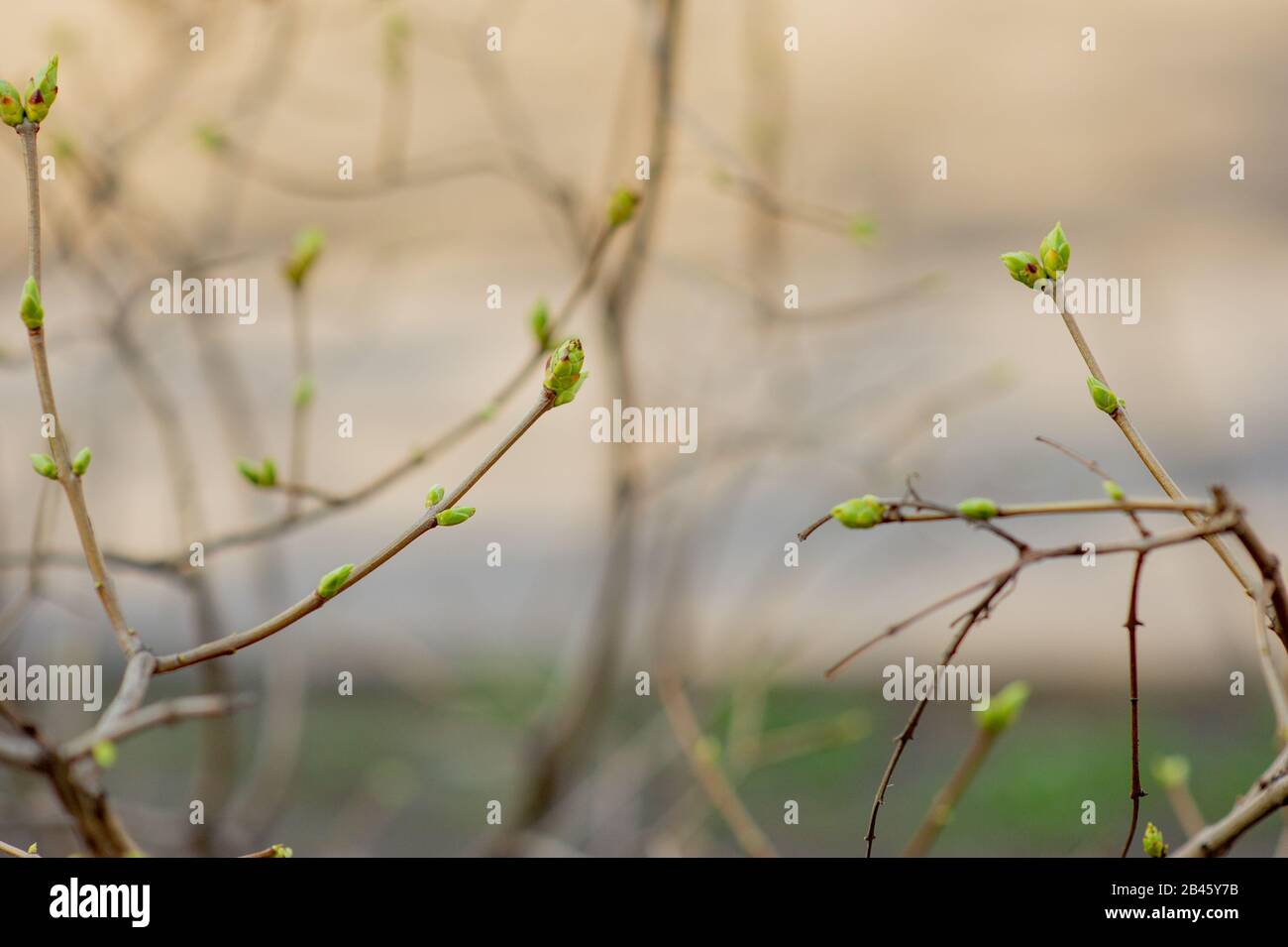 Tree branch with buds background, spring. image spring tree branch on ...