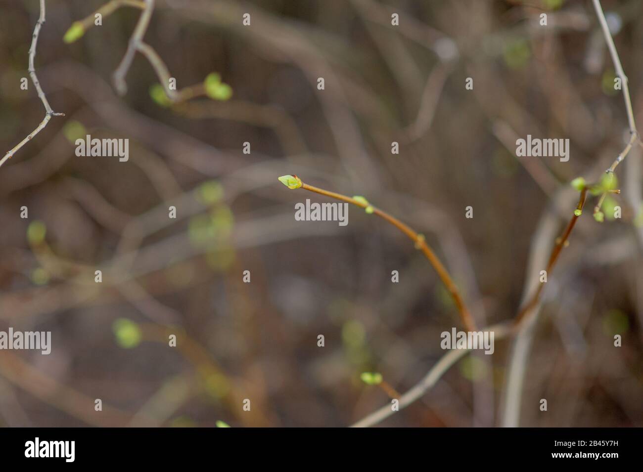 Tree branch with buds background, spring. image spring tree branch on ...