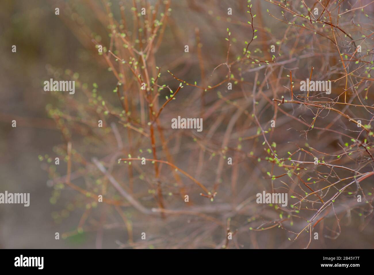 Tree branch with buds background, spring. image spring tree branch on ...