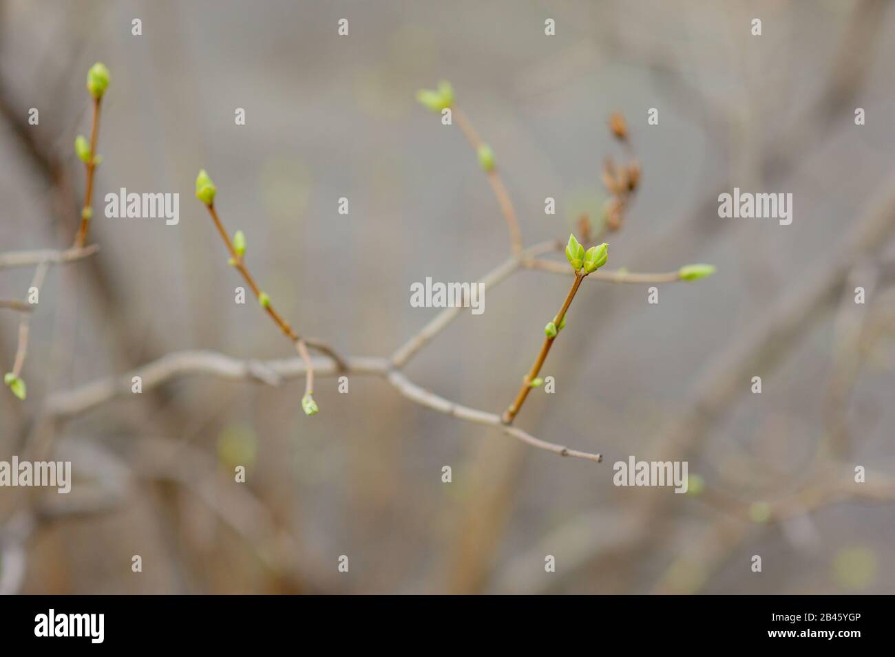 Tree branch with buds background, spring. image spring tree branch on ...