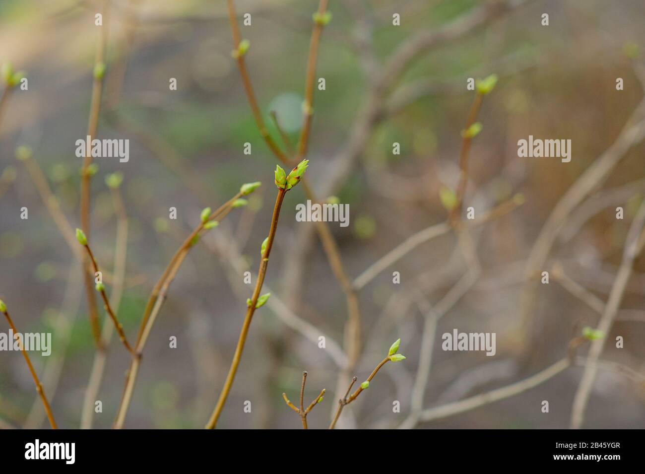 Tree branch with buds background, spring. image spring tree branch on ...