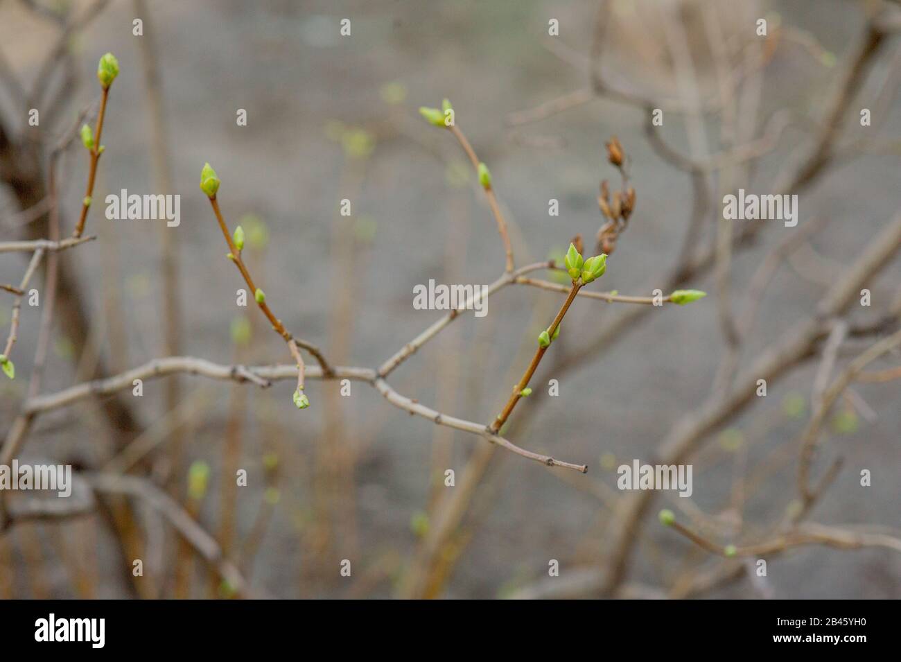 Tree branch with buds background, spring. image spring tree branch on ...