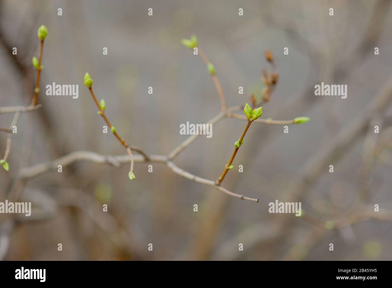 Tree branch with buds background, spring. image spring tree branch on ...