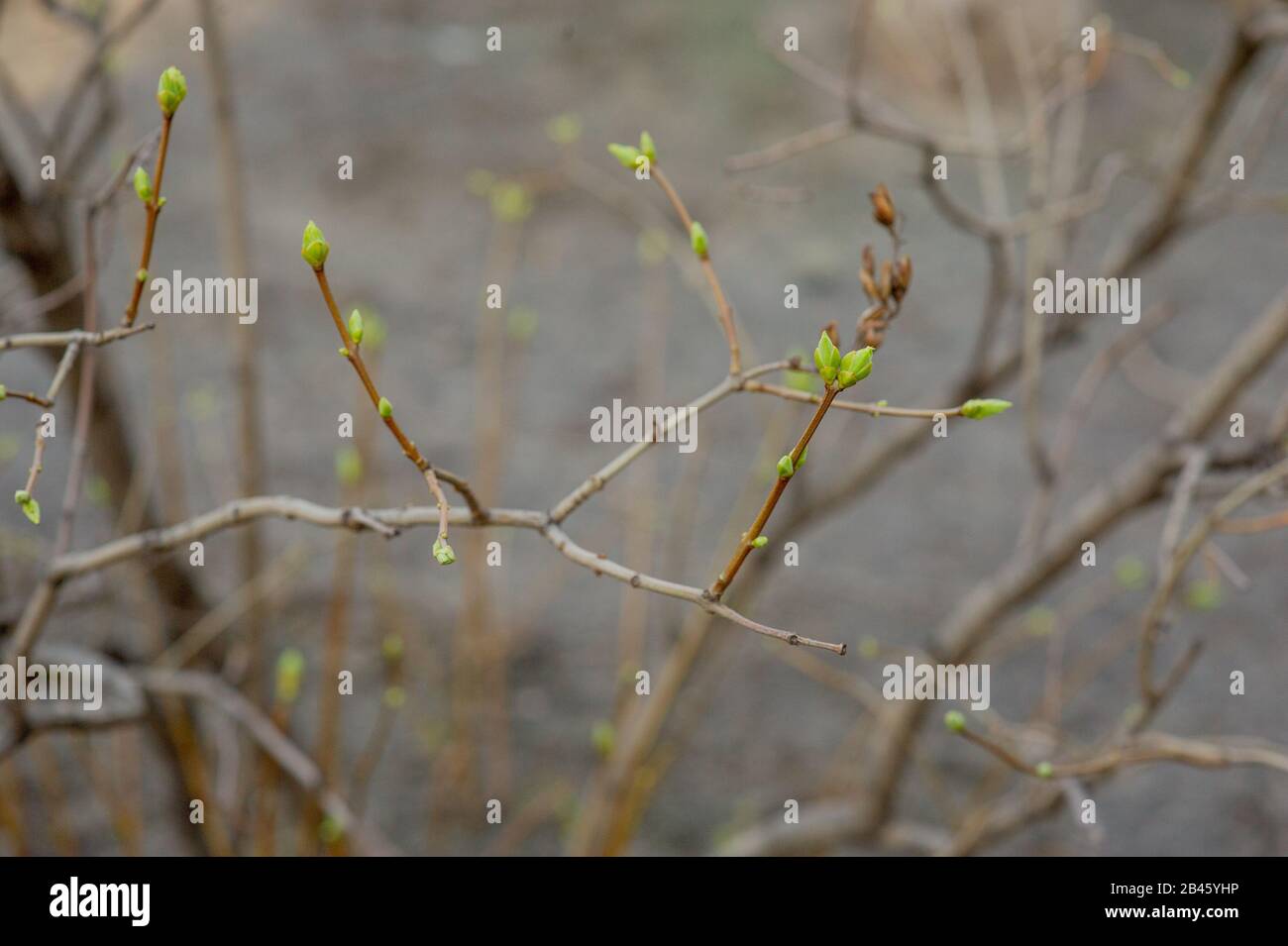 Tree branch with buds background, spring. image spring tree branch on ...