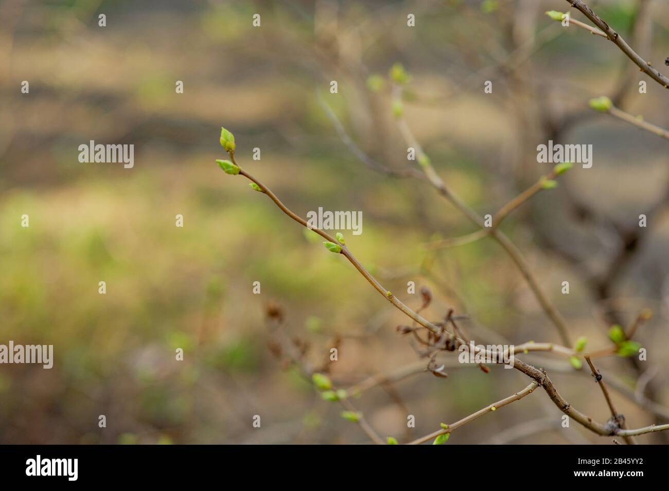 Tree branch with buds background, spring. image spring tree branch on ...