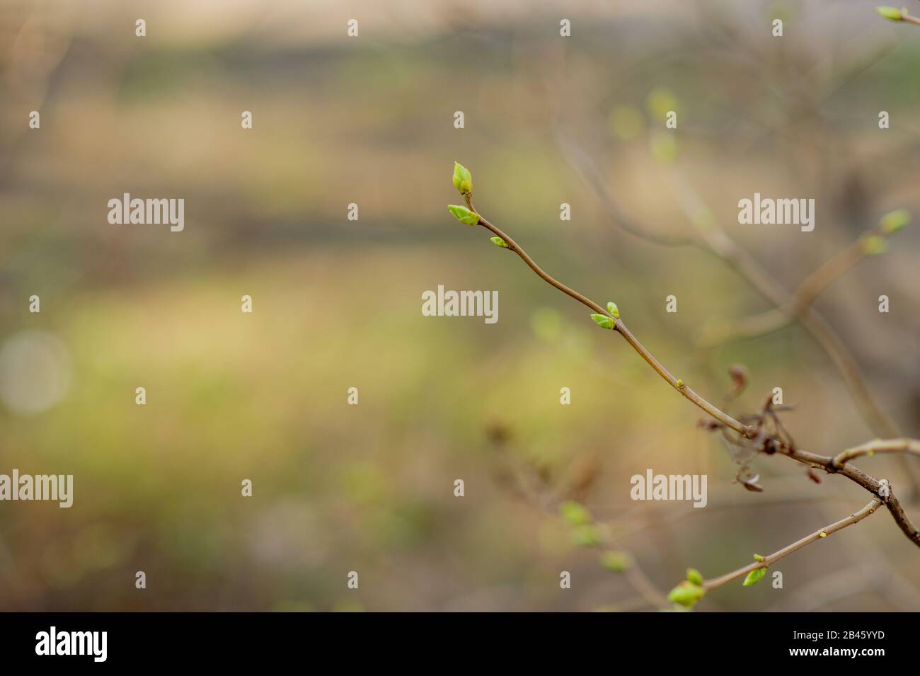 Tree branch with buds background, spring. image spring tree branch on ...