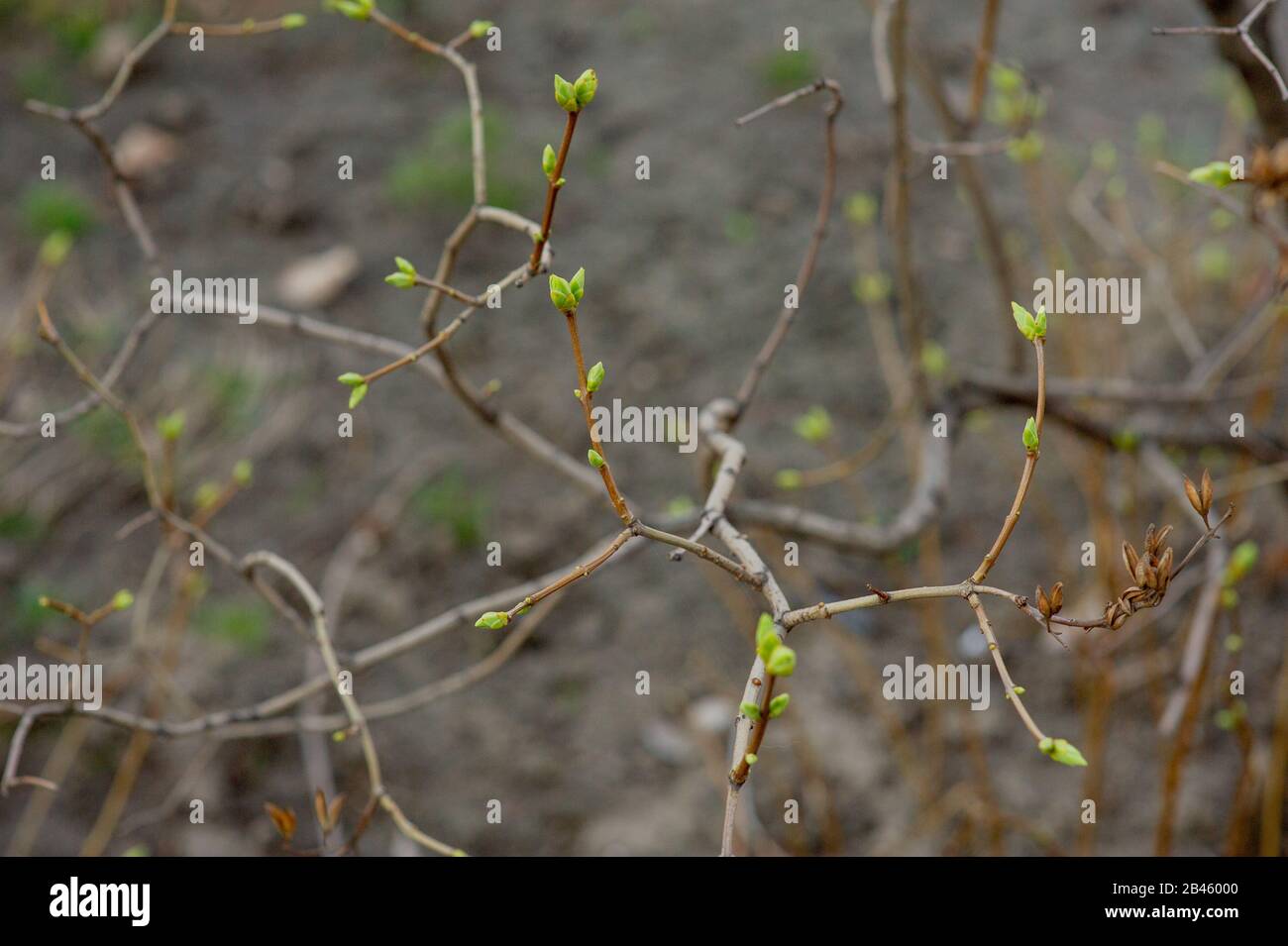 Tree branch with buds background, spring. image spring tree branch on ...