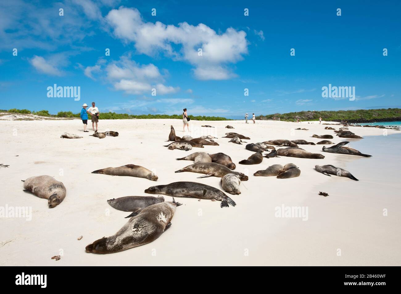 Galapagos sea lion (Zalophus wollebaeki), Gardner Bay, Isla Española ...