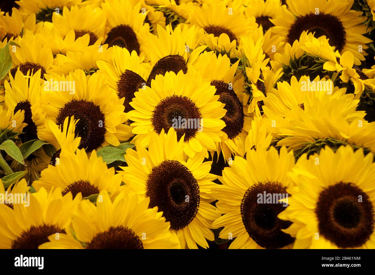 In holland hi-res stock photography and images - Alamy