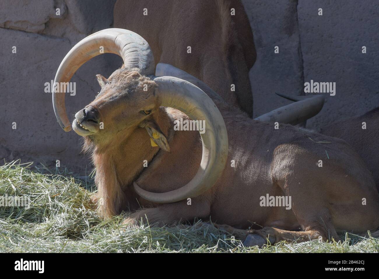 Captive barbary sheep hi-res stock photography and images - Alamy