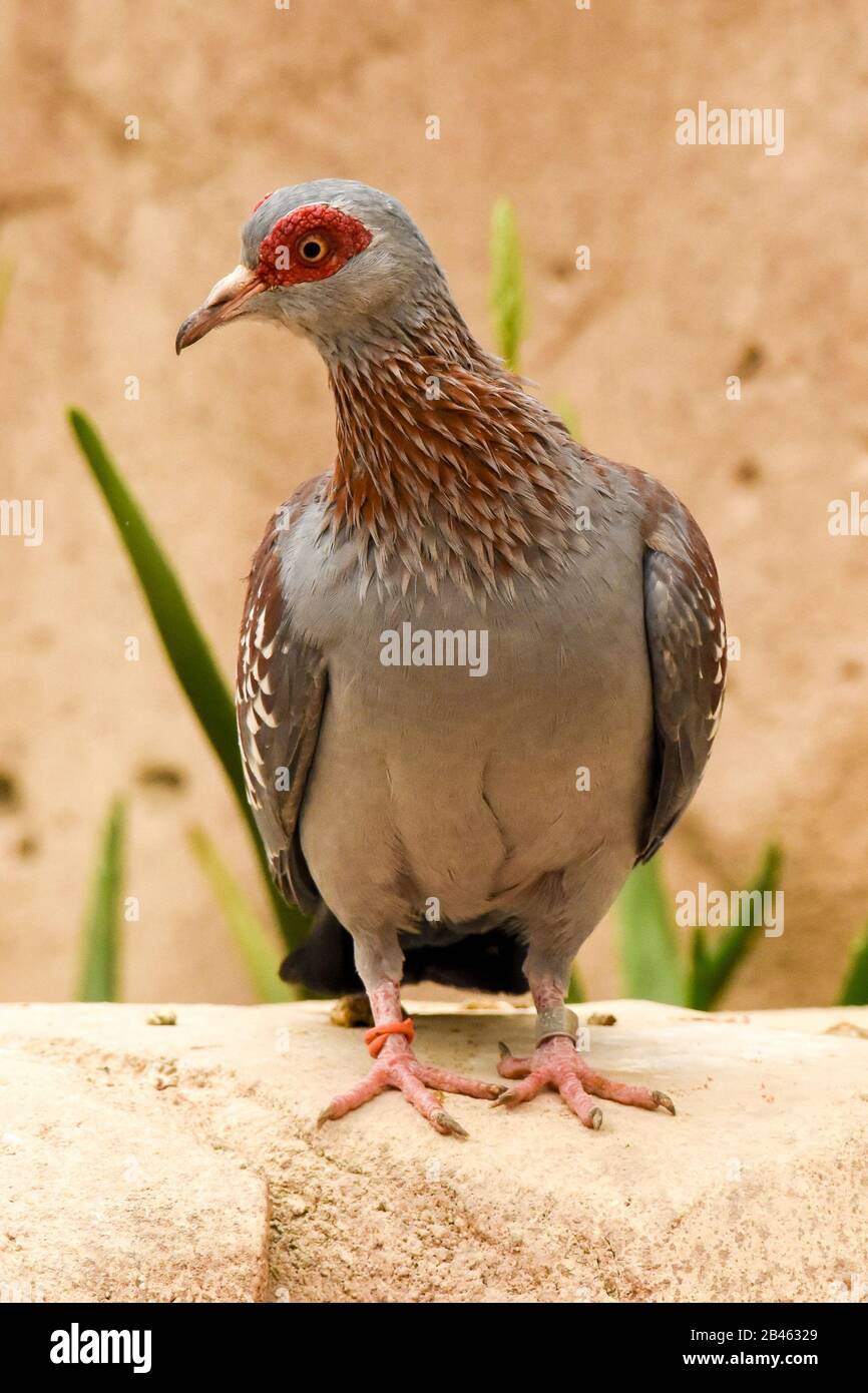 The speckled pigeon (Columba guinea), or (African) rock pigeon, is a ...