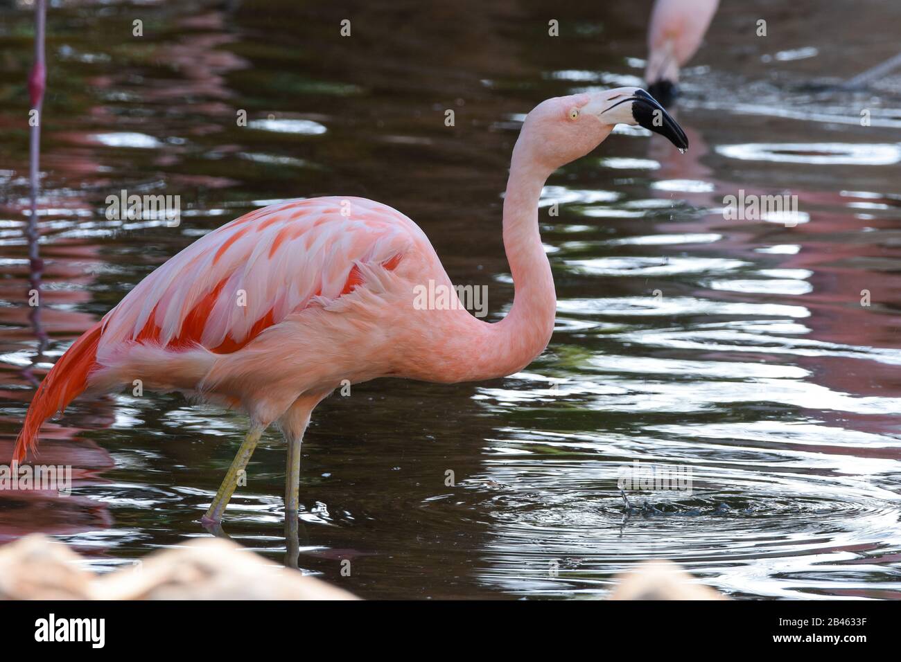 Pink flamingo walking sunset hi-res stock photography and images - Alamy