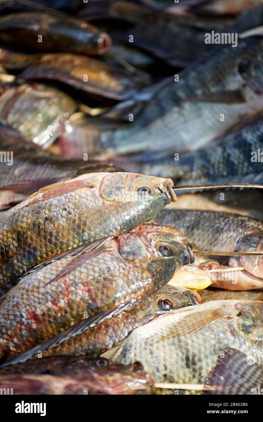 Freshwater fish of myanmar hi-res stock photography and images - Alamy
