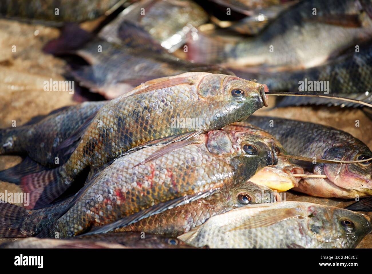 Freshwater fish of myanmar hi-res stock photography and images - Alamy