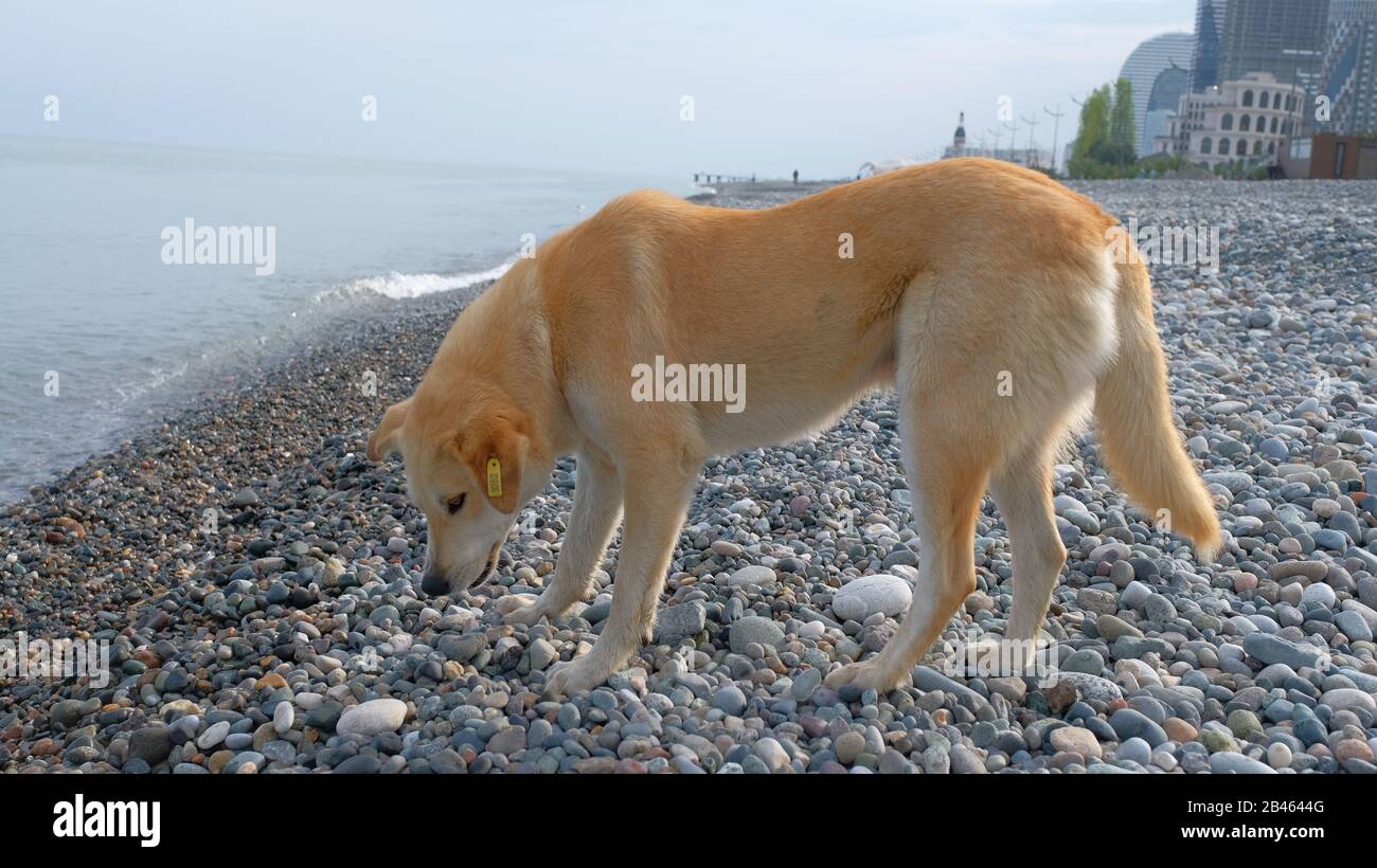 Sad looking dog beach hi-res stock photography and images - Alamy