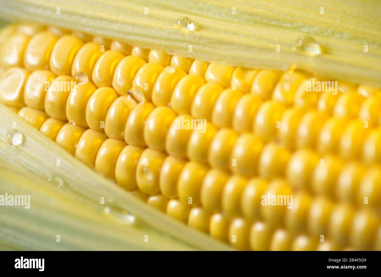 Corn, maize, makki, makai, corn on the cob, Zea mays, cereal grain ...