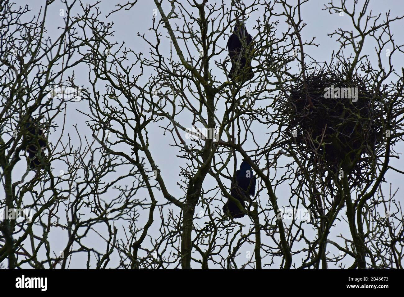 Rooks nesting, Haworth Parsonage Museum graveyard, Bronte country, West ...