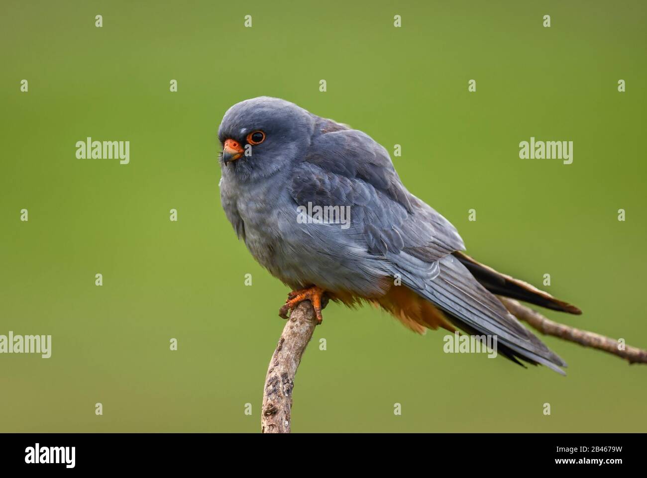 South africa south africa romania hi-res stock photography and images ...