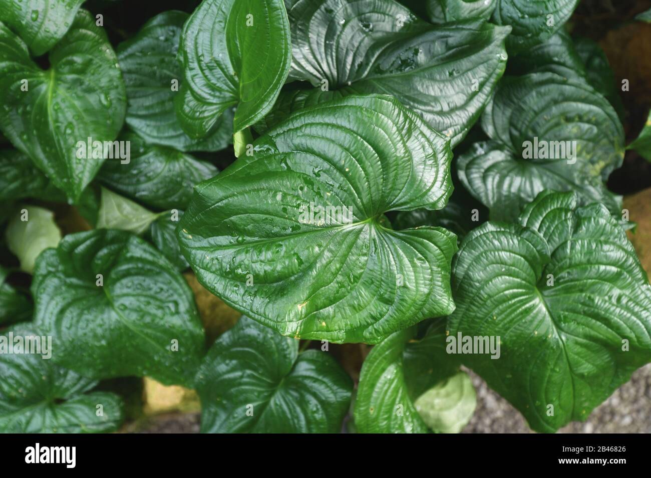 Tropical 'Cyanastrum Cordifolium' plant with low, compact, glossy heart ...