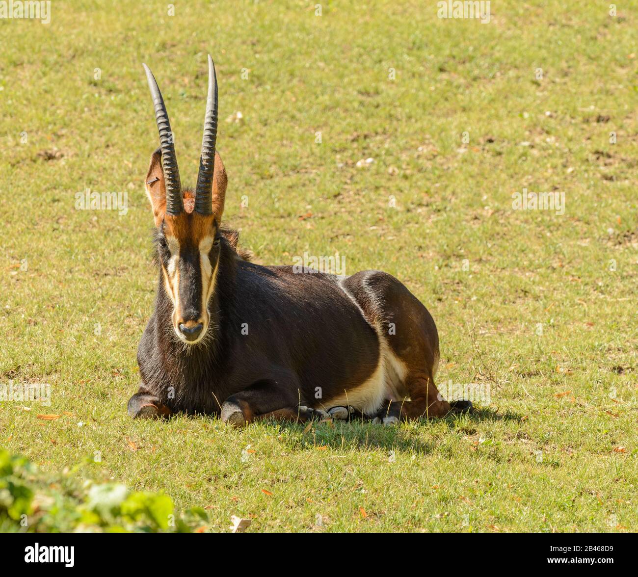 Antelope animal stripes hi-res stock photography and images - Alamy