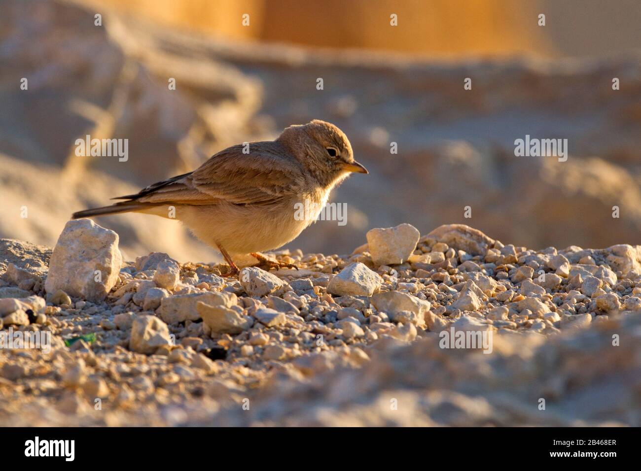 Desert Lark (Ammomanes deserti Stock Photo - Alamy