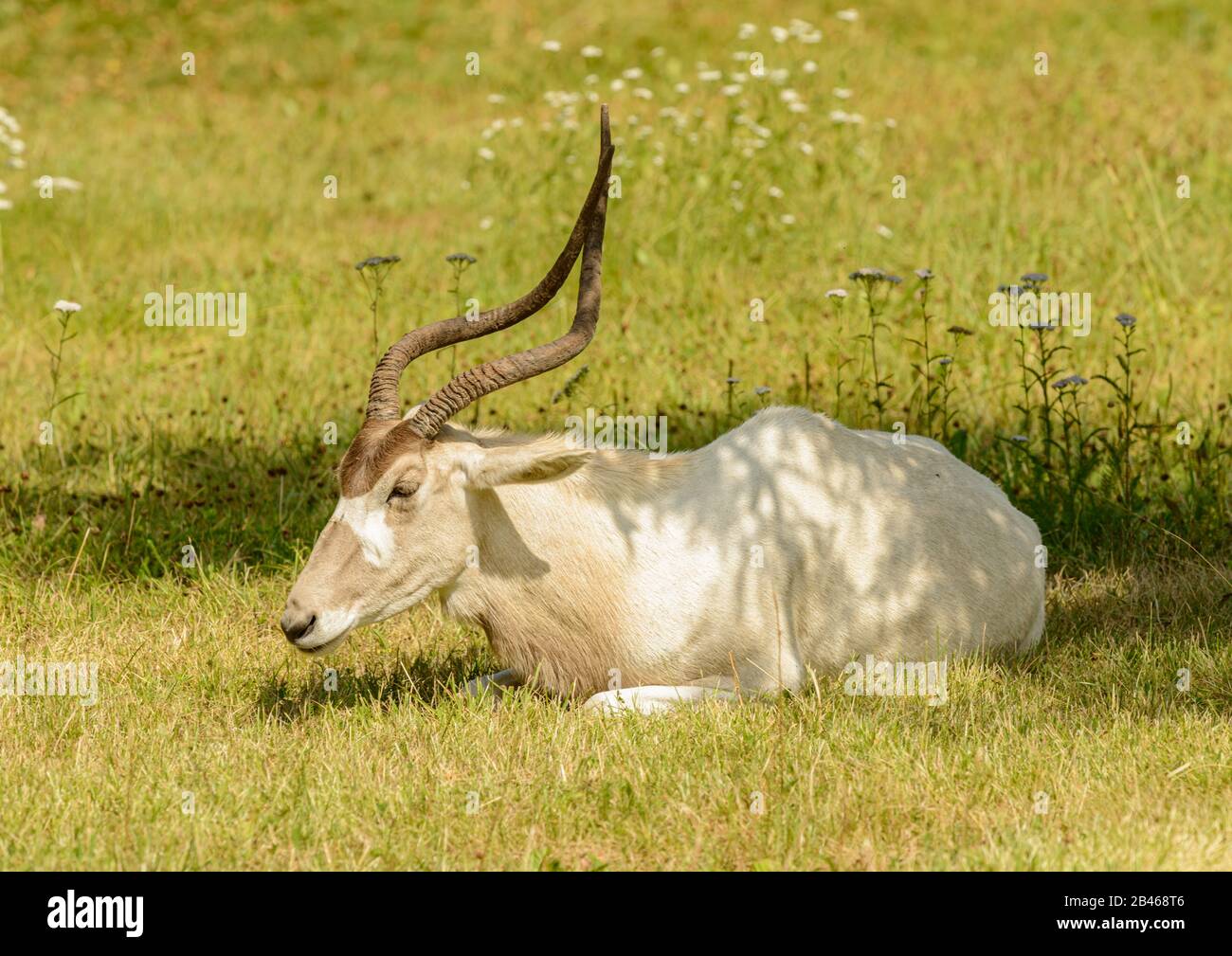 white antelope laying on grassy plain in zoo prague Stock Photo - Alamy