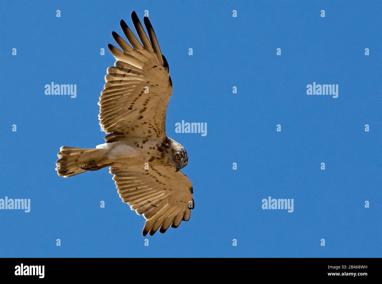 Flying bird with snake hi-res stock photography and images - Alamy