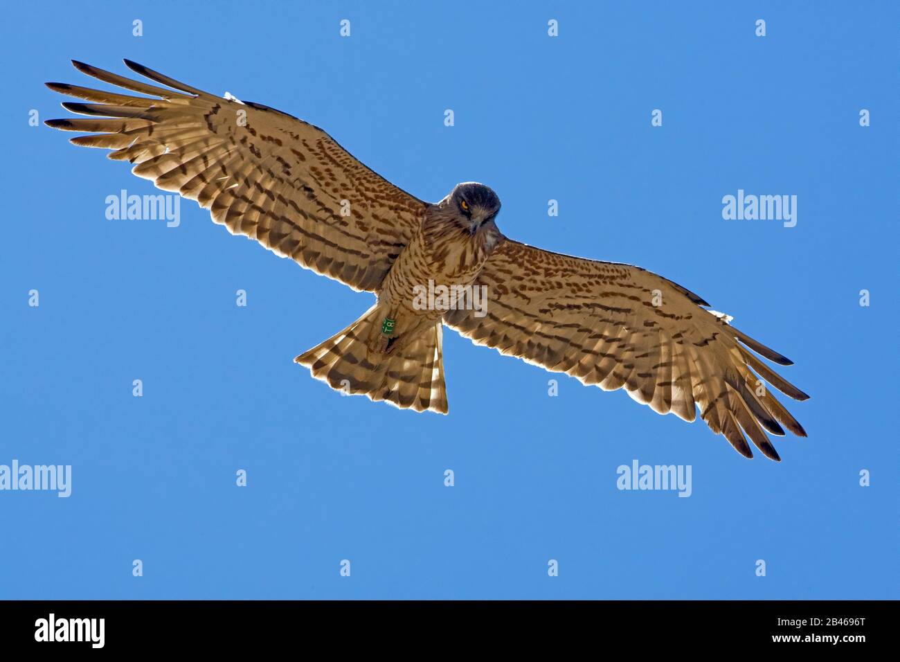 Short-toed snake eagle (Circaetus gallicus Stock Photo - Alamy