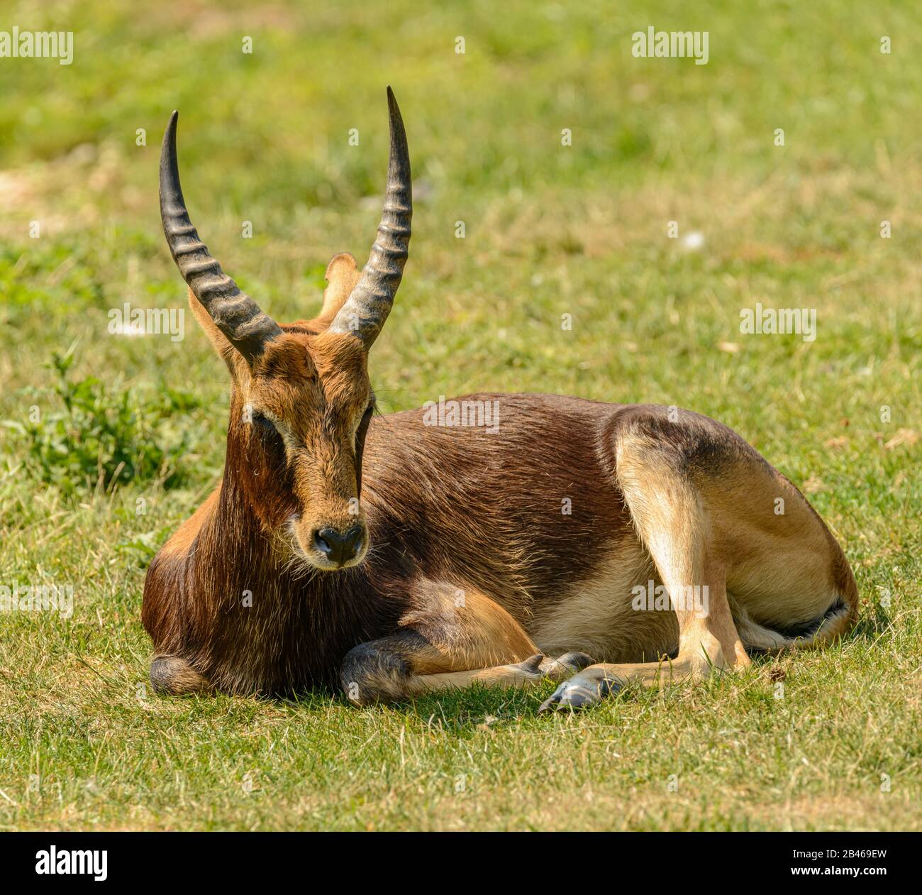 antelope laying on the grass in zoo Stock Photo - Alamy