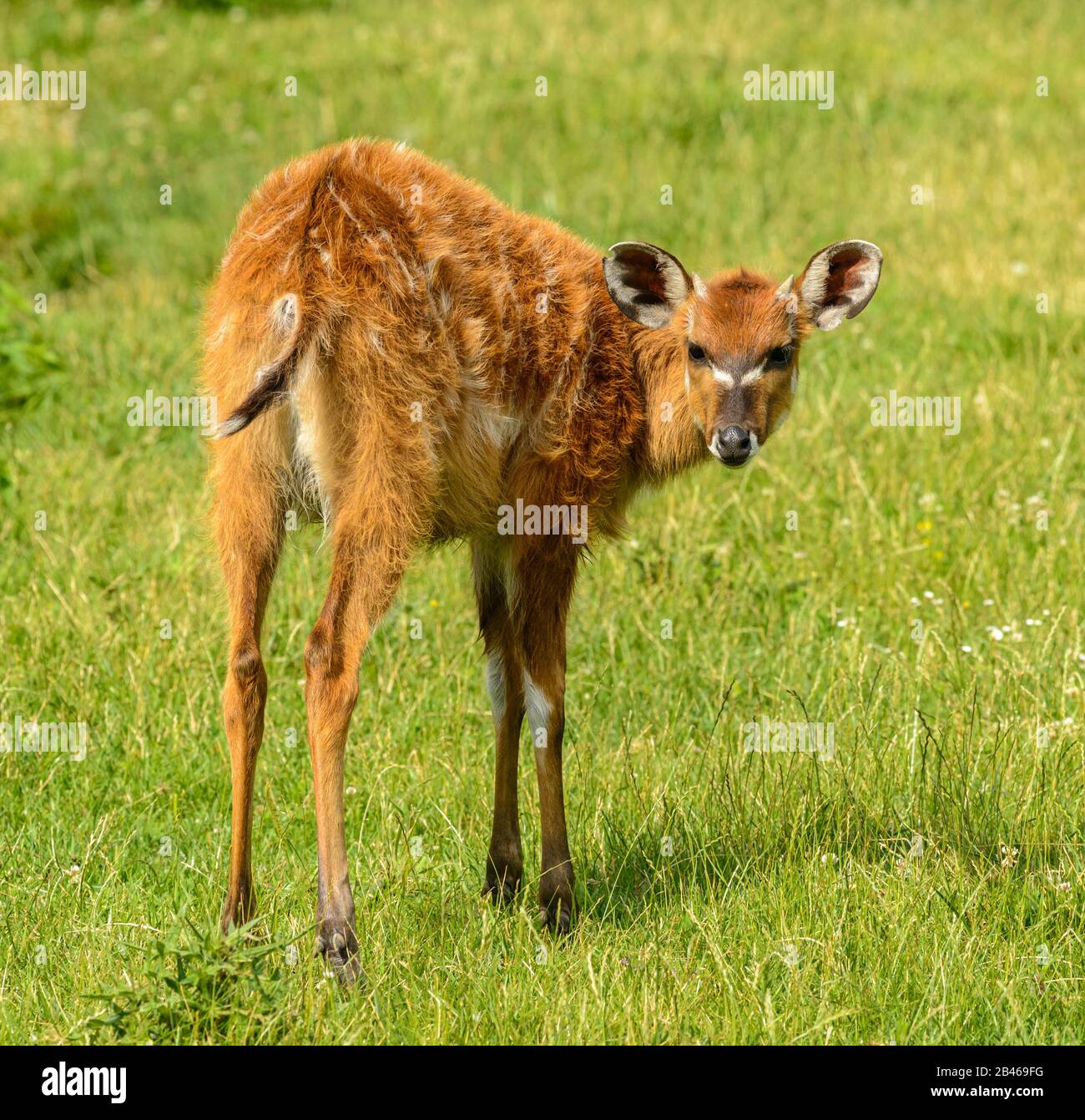 young antelope calf looking back Stock Photo - Alamy