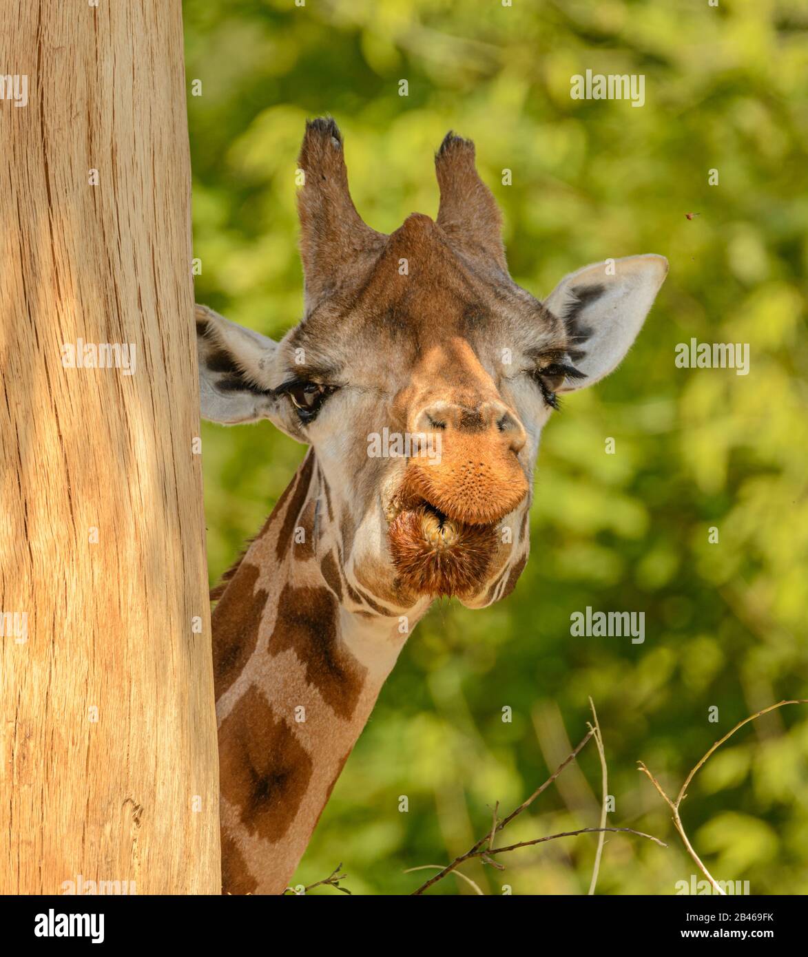 Giraffe from behind hi-res stock photography and images - Alamy