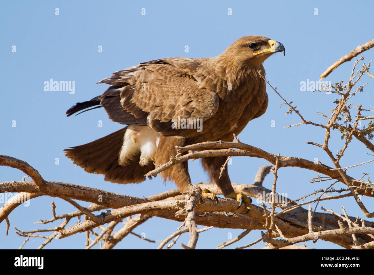 Steppe Eagle (Aquila nipalensis Stock Photo - Alamy