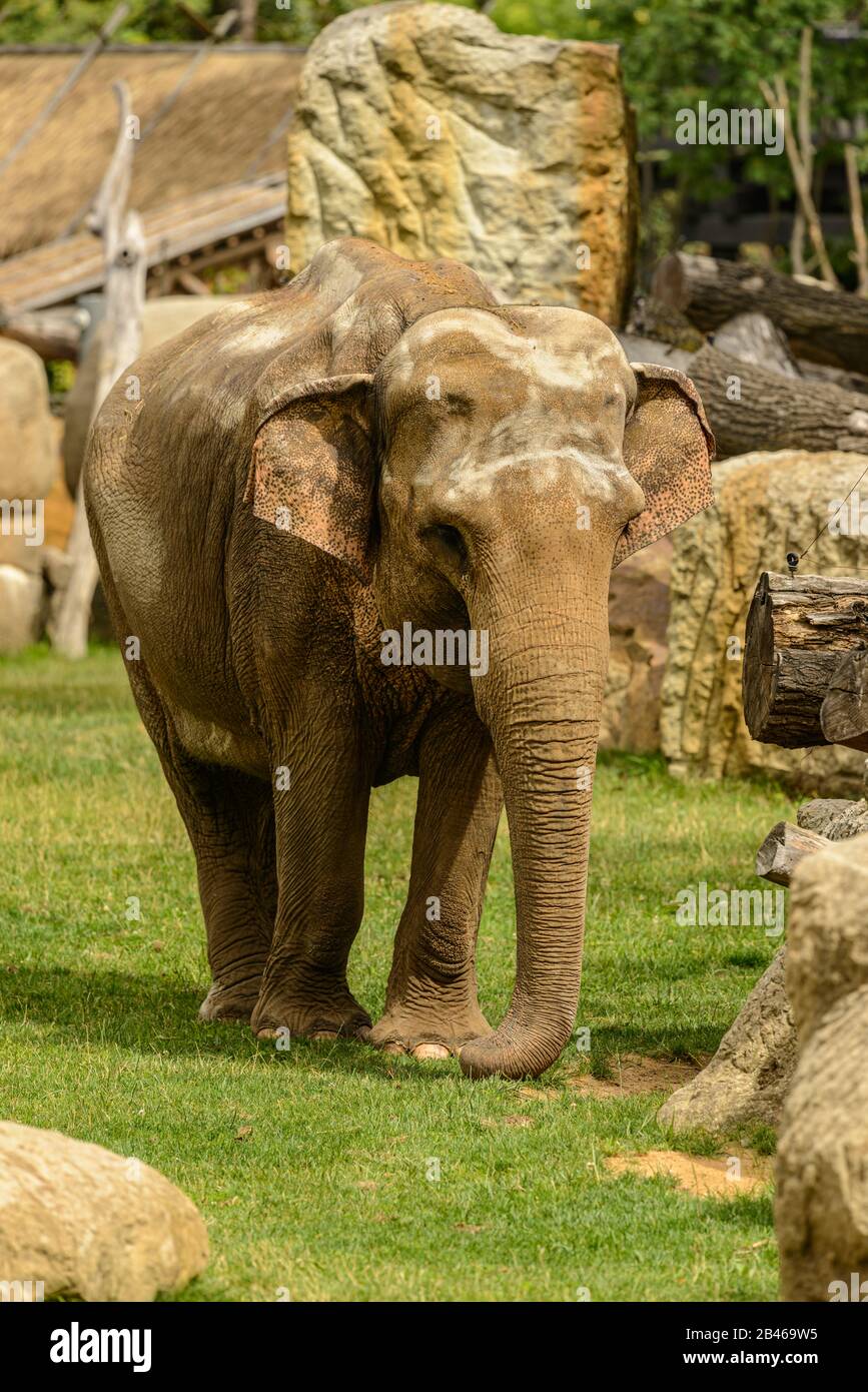 elephant in a paddock in zoo Stock Photo - Alamy