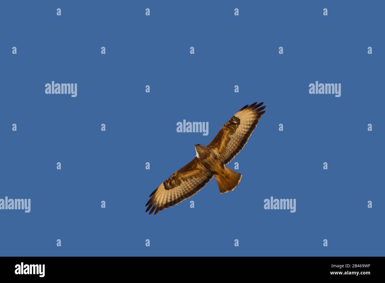 Common buzzard in migration Stock Photo - Alamy