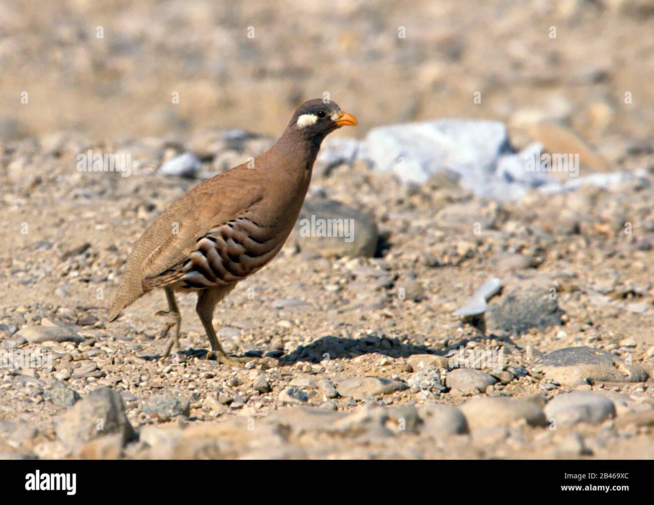 Male partridge hi-res stock photography and images - Alamy