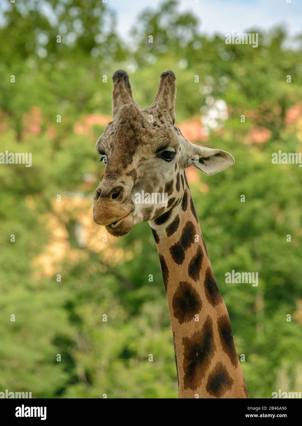 portrait of a giraffe chewing in zoo pilsen Stock Photo - Alamy