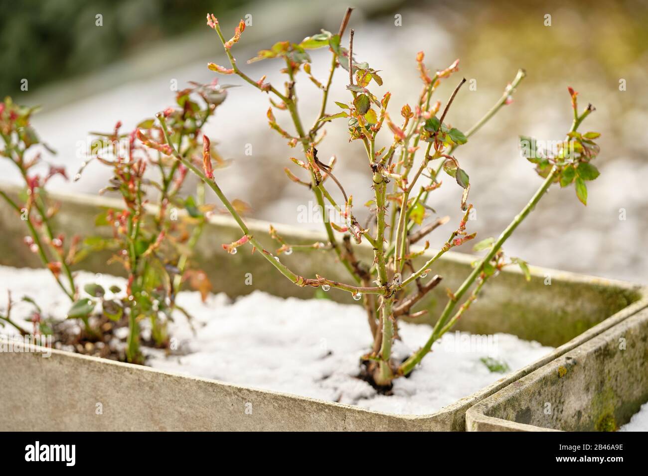 New shoots on a rose hi-res stock photography and images - Alamy