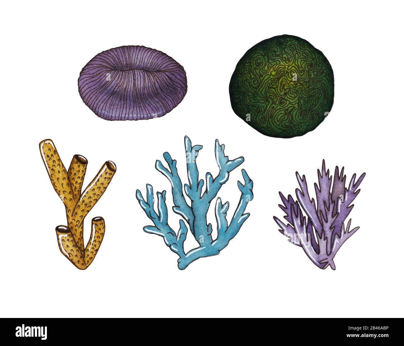 Colorful watercolor corals. Hand painted illustration isolated on white ...