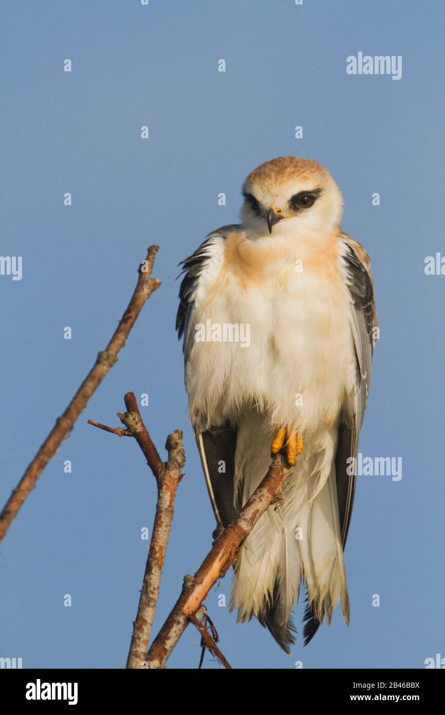Black winged kite hovering hi-res stock photography and images - Alamy