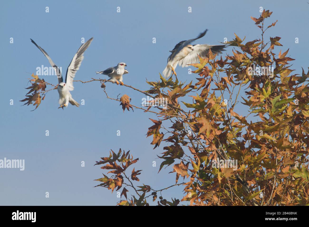Flying kite middle east hi-res stock photography and images - Alamy