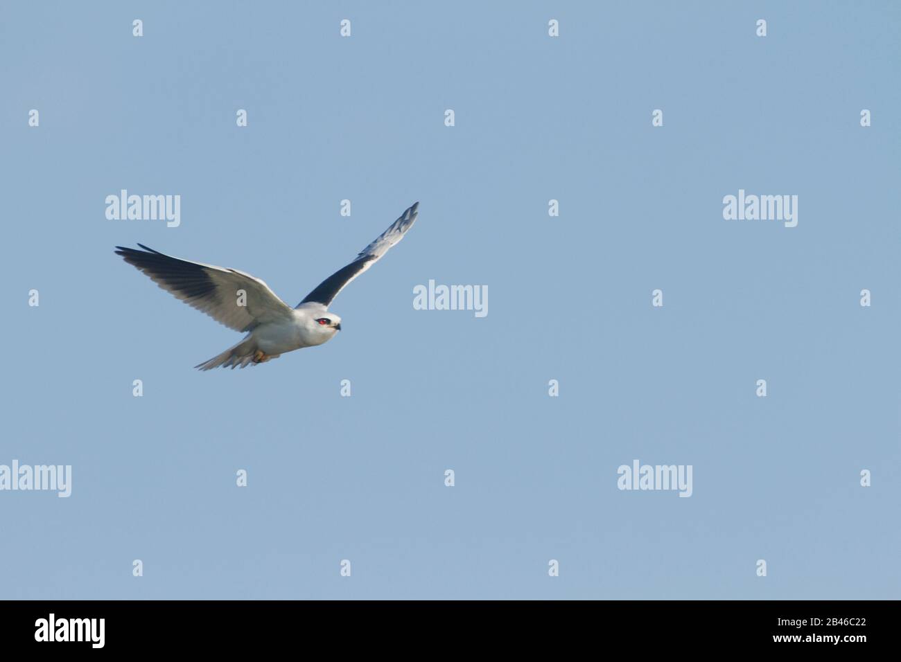 Flying kite middle east hi-res stock photography and images - Alamy