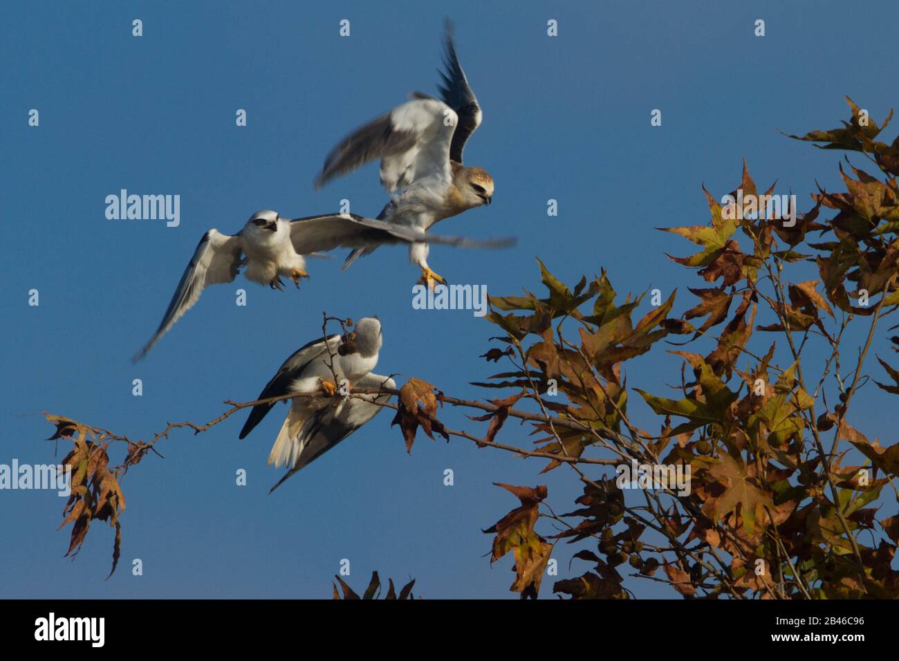 Flying kite middle east hi-res stock photography and images - Alamy
