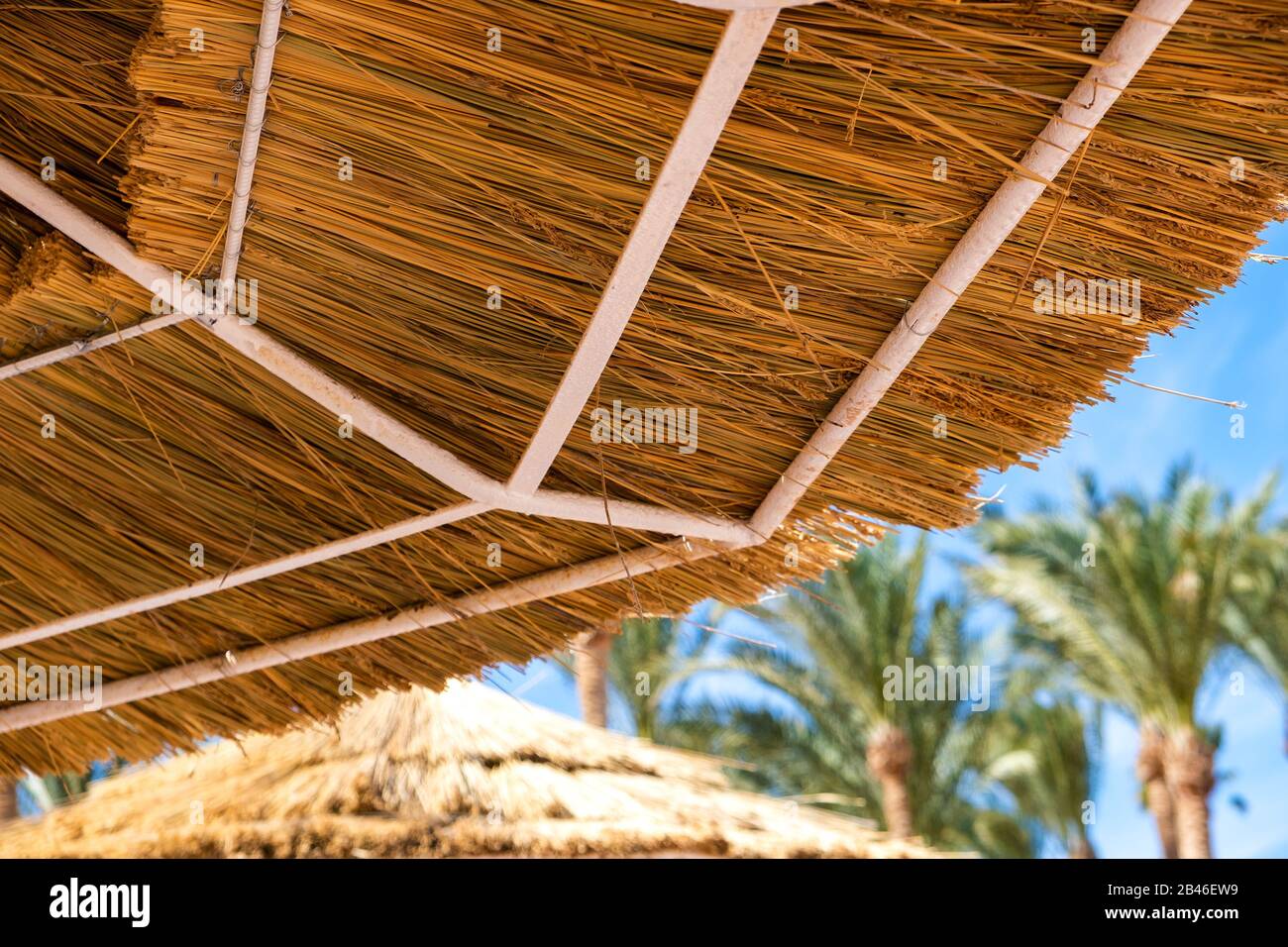 Straw shade umbrellas and fresh green palm trees in tropical region ...