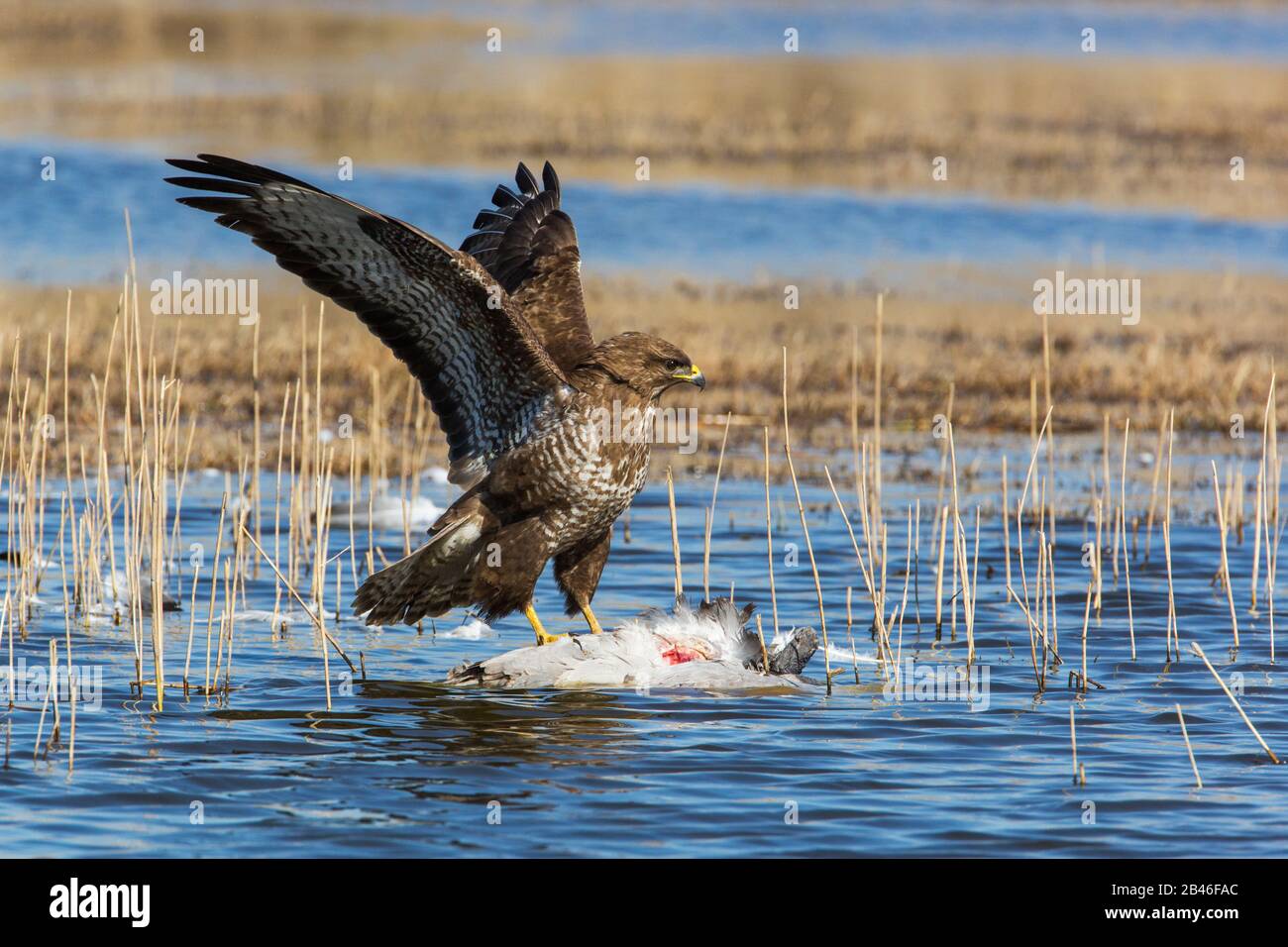 Buzzard Feeding High Resolution Stock Photography and Images - Alamy