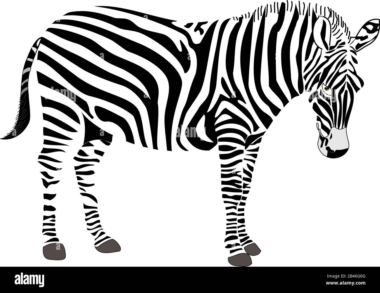 Zebra Vector Illustration Stock Vector Image & Art - Alamy
