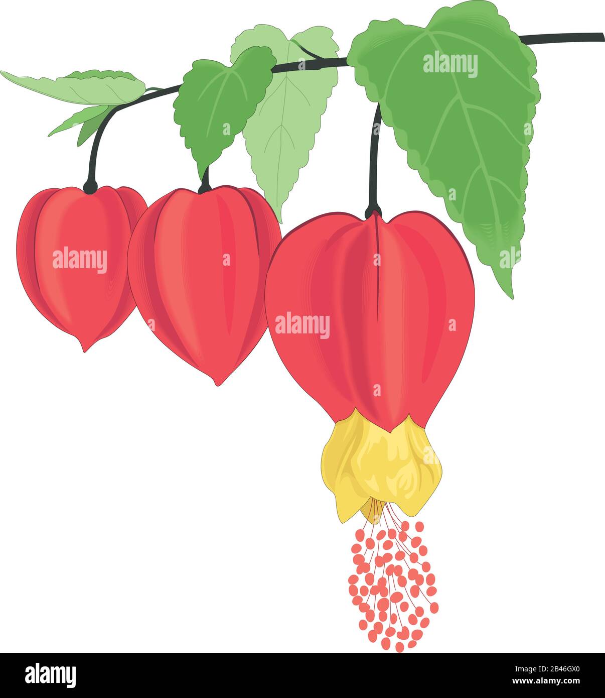 Abutilon Vector Illustration Stock Vector Image & Art - Alamy